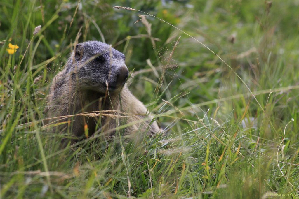 Marmotte – La Photographe Verte